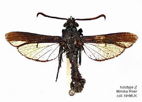 Papua Insects Foundation (Lepidoptera/Sesiidae/Nokona cyanopsis)